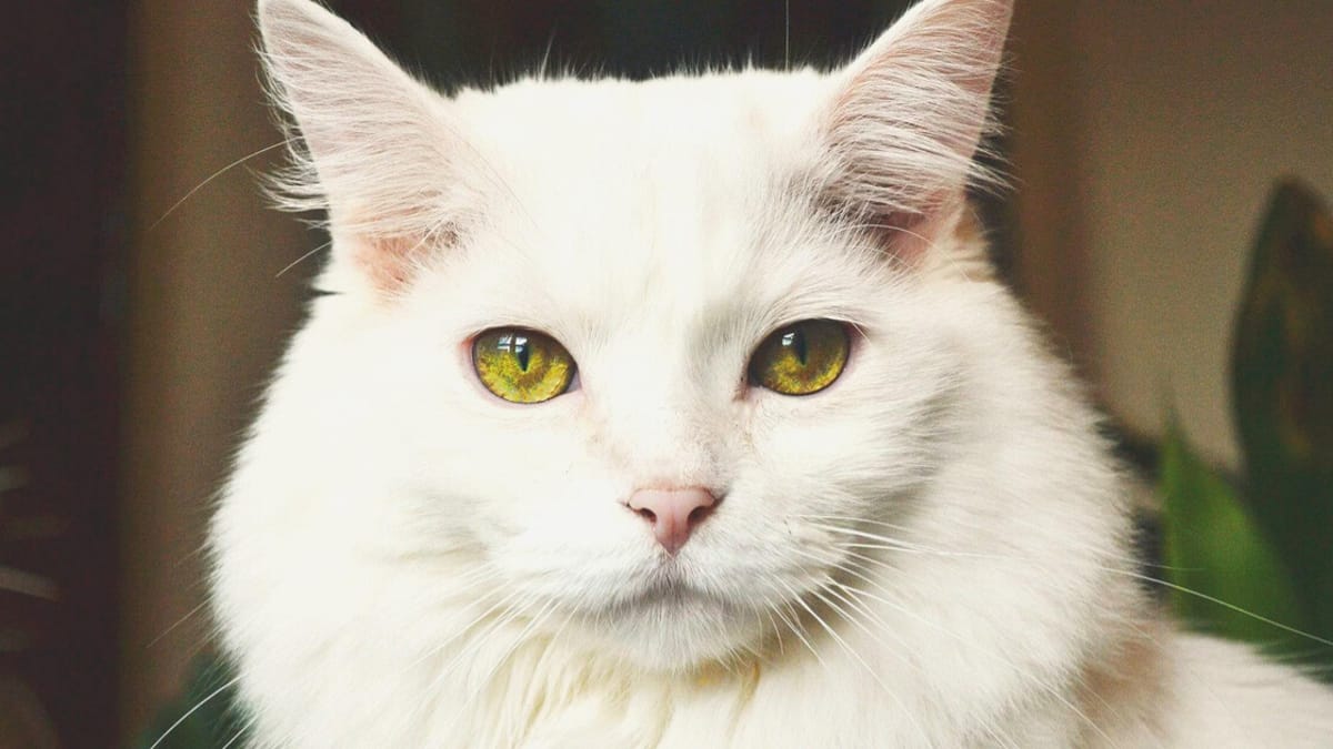 All there is to know about spaying a cat