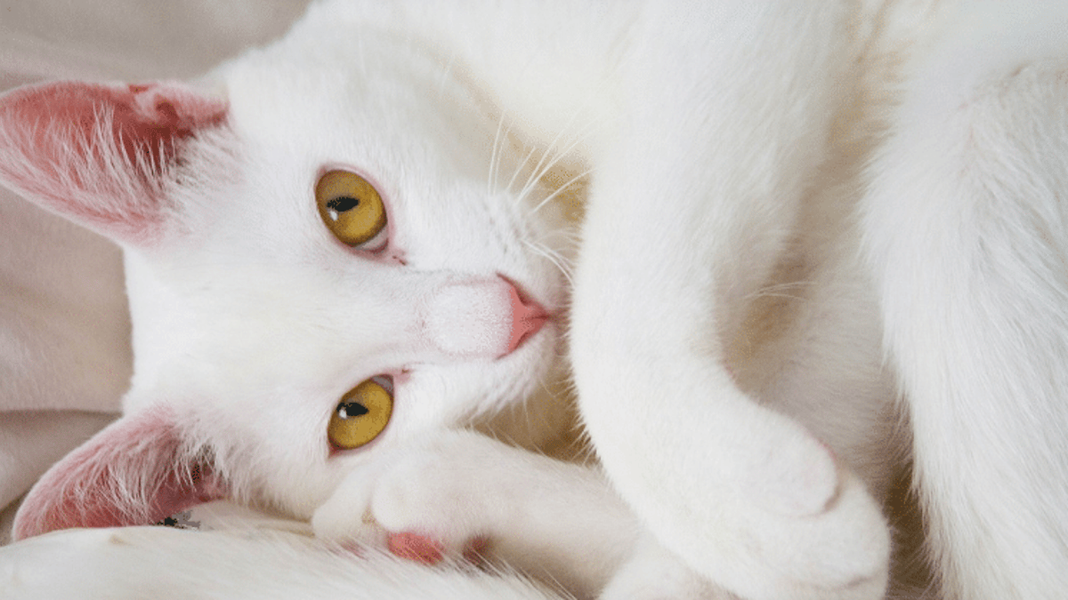 Cat skin cancer