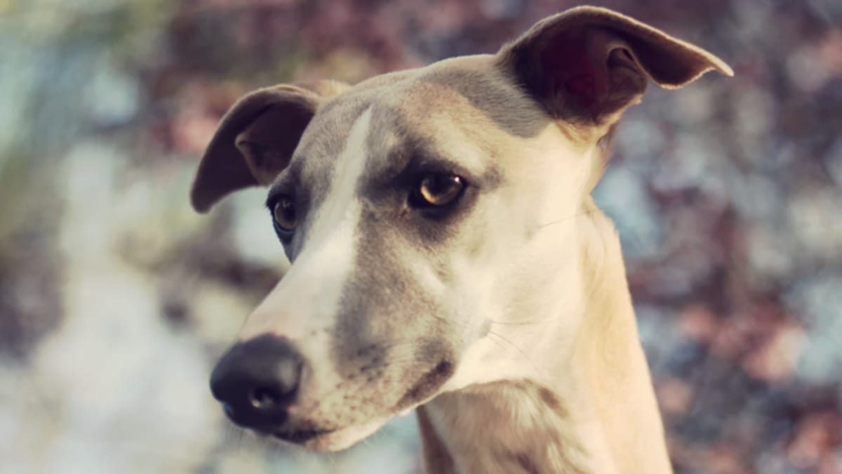 ¿Por qué el perro baja las orejas cuando lo acaricias?