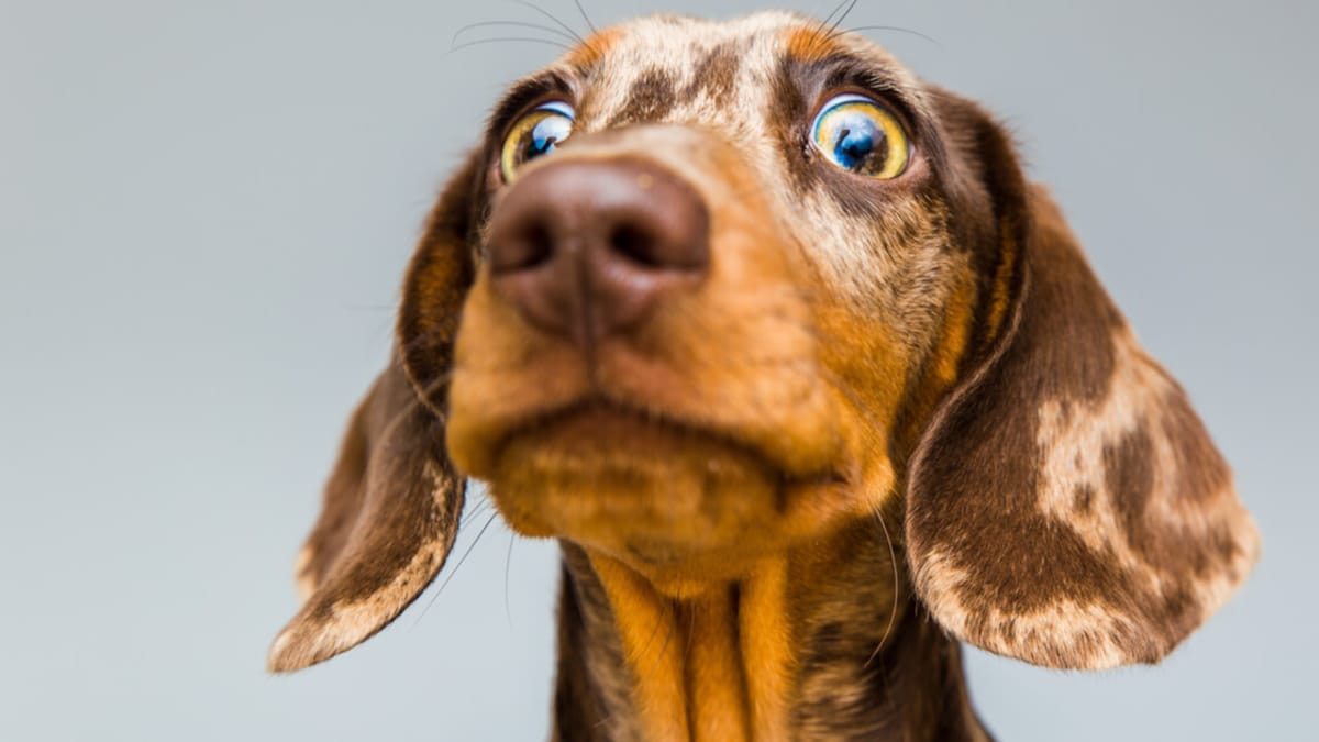 Cosas que molestan a los perros y que quizás no sabías