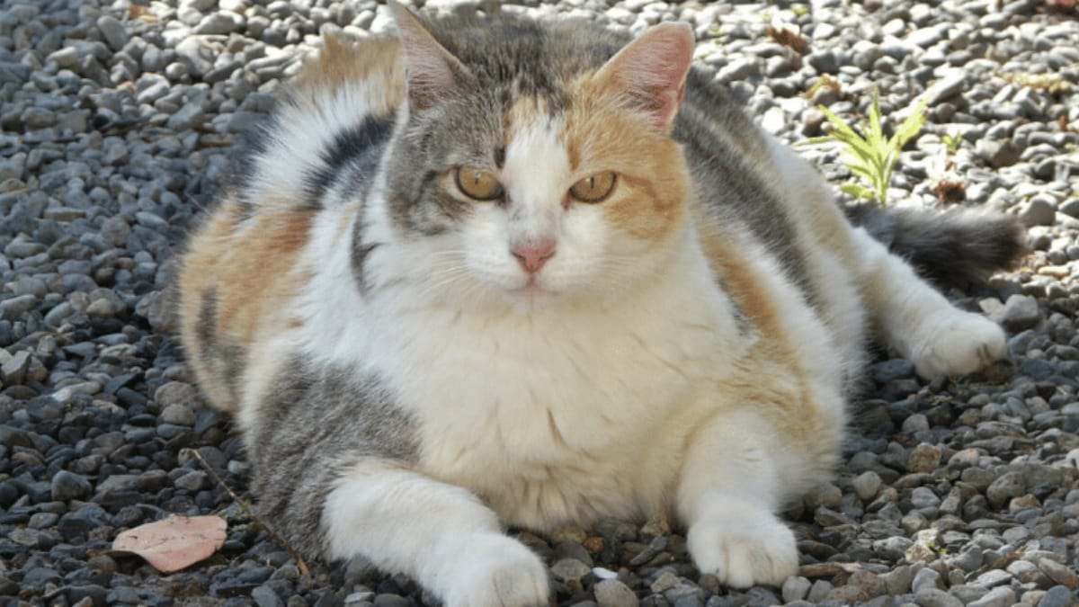 Treatment For Cats With Diabetes