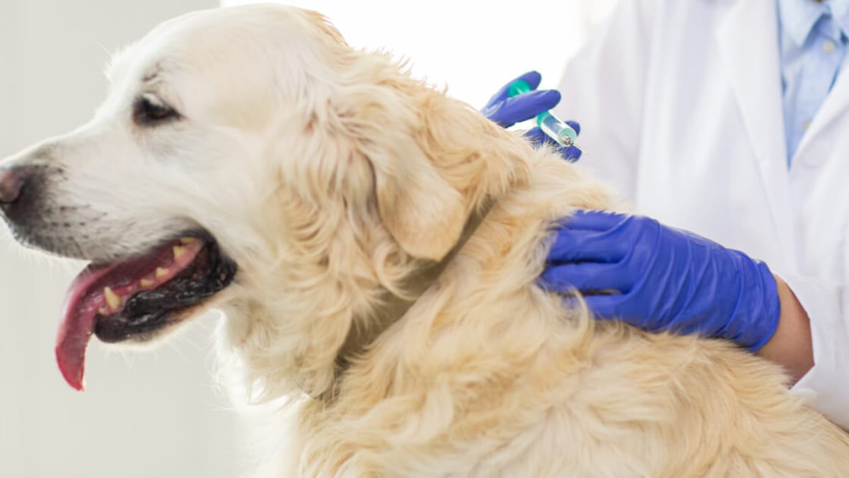 Yearly vaccines for dogs