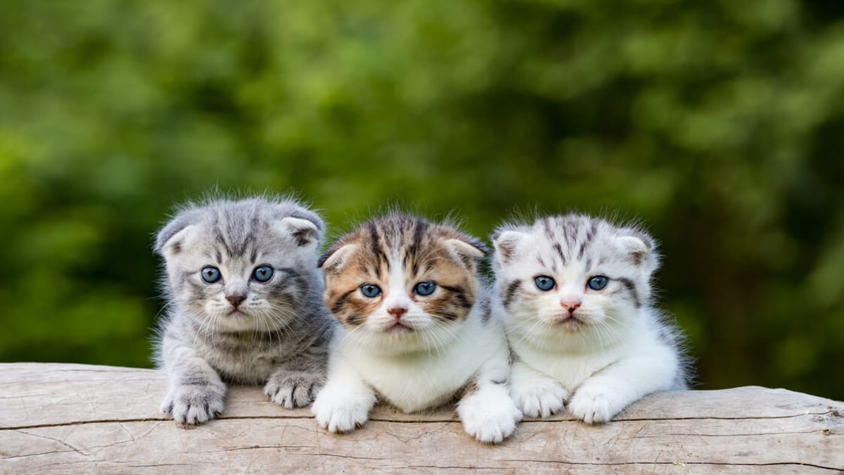 Herrlich S e Katzen Die 10 Niedlichsten Rassen