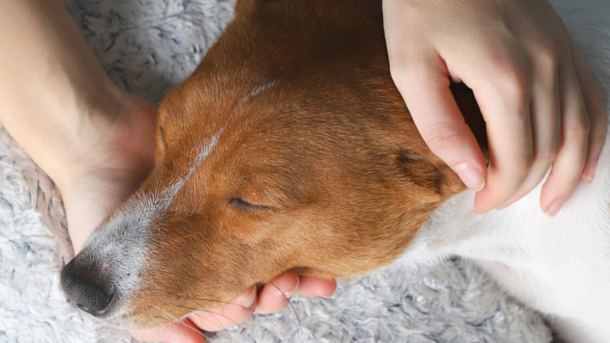 Perro adoptado y adaptación: cómo hacer que se sienta en casa