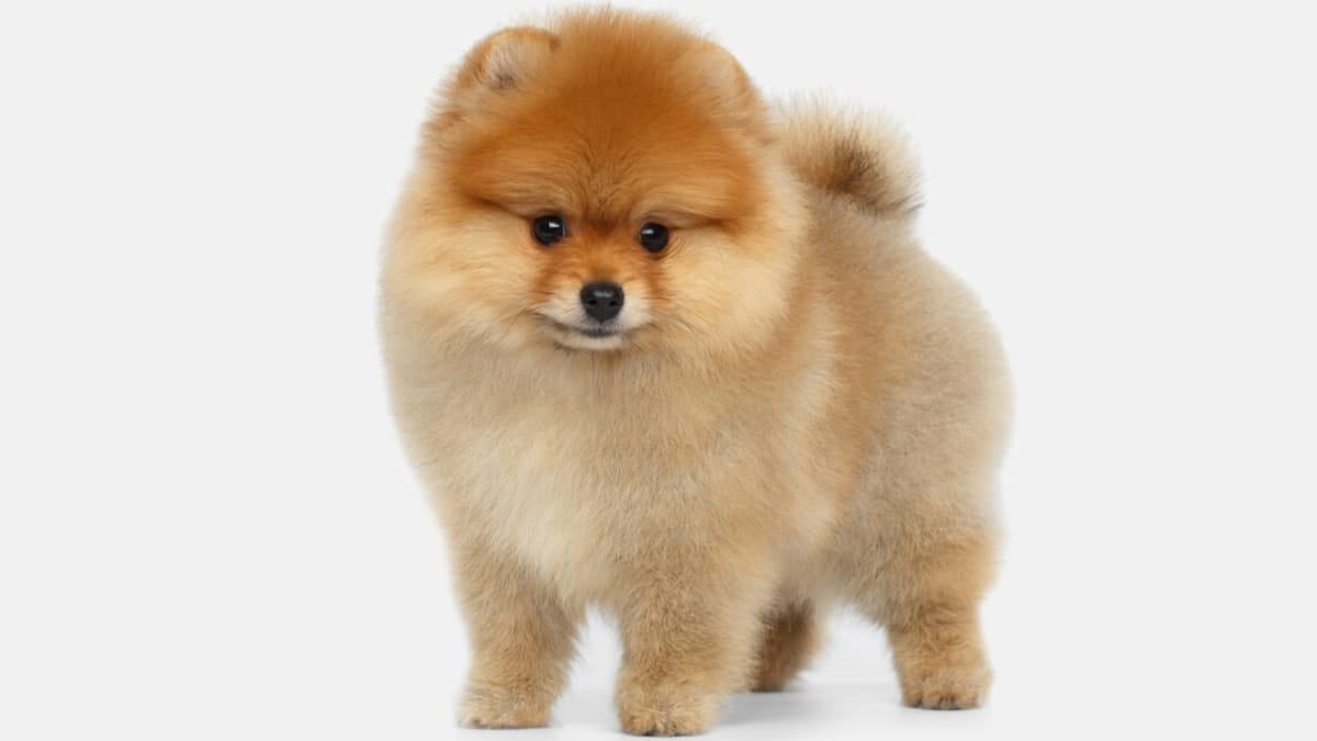 Hay Una Raza De Perro Llamada Spitz