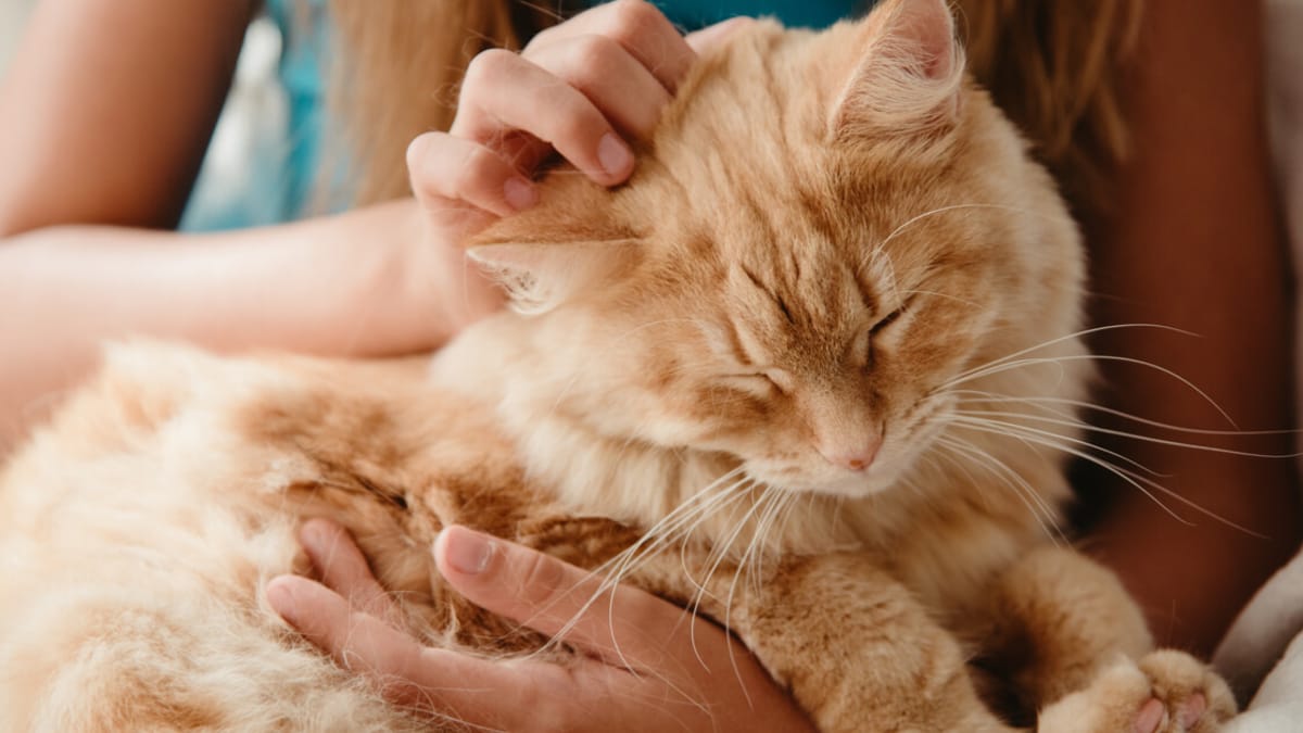 How to take care of an old cat?