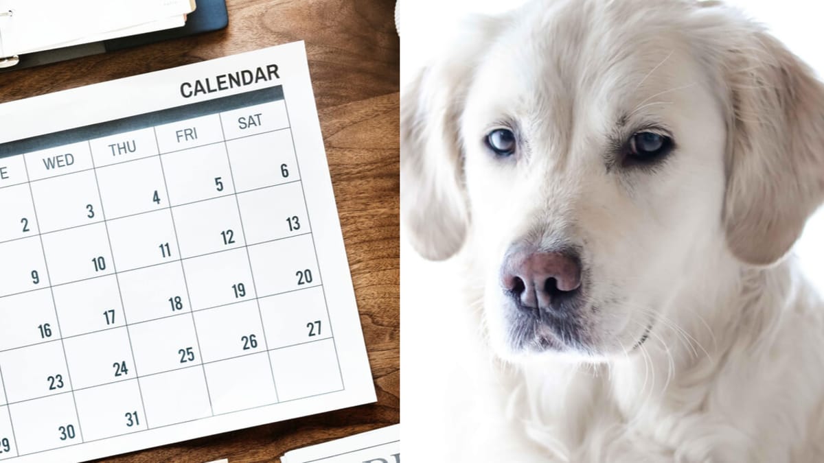 Find out what dog breed you are based on your birth month!