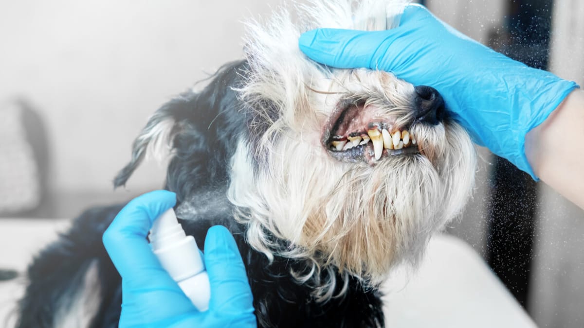 Zahnstein: Hund und Welpe davon befreien
