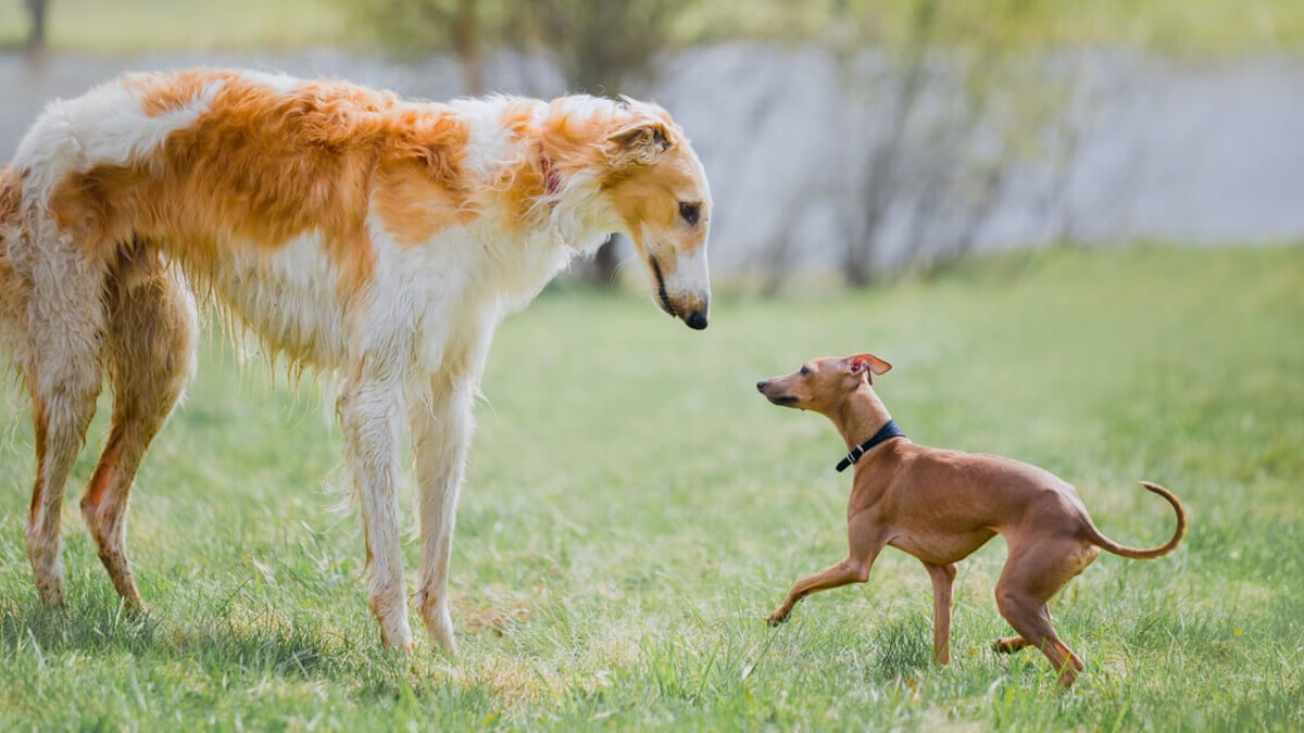 Windhund: Windhundrassen mit Eigenschaften im Überblick