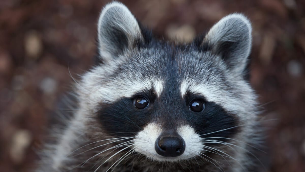 Por qué no debes, bajo ningún concepto, tener un mapache en casa
