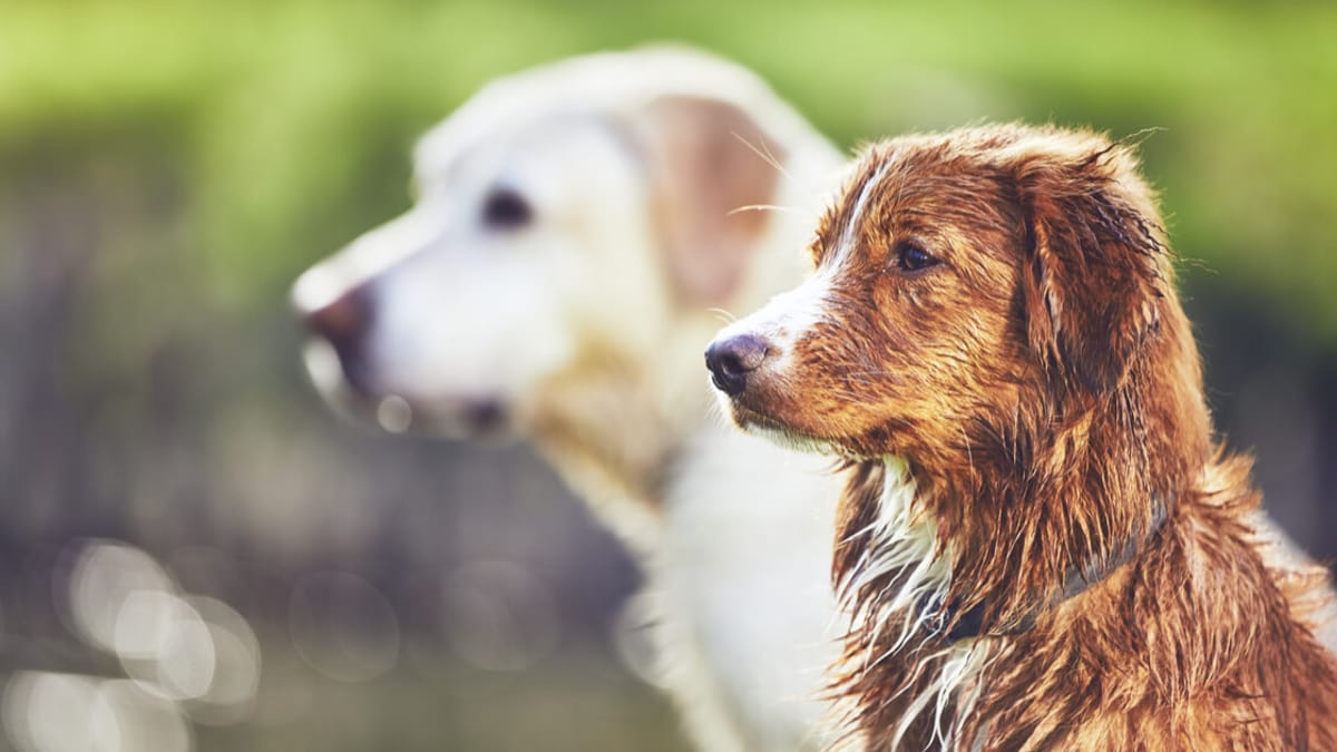 Retriever: Rassen und Eigenschaften der Apportierhunde