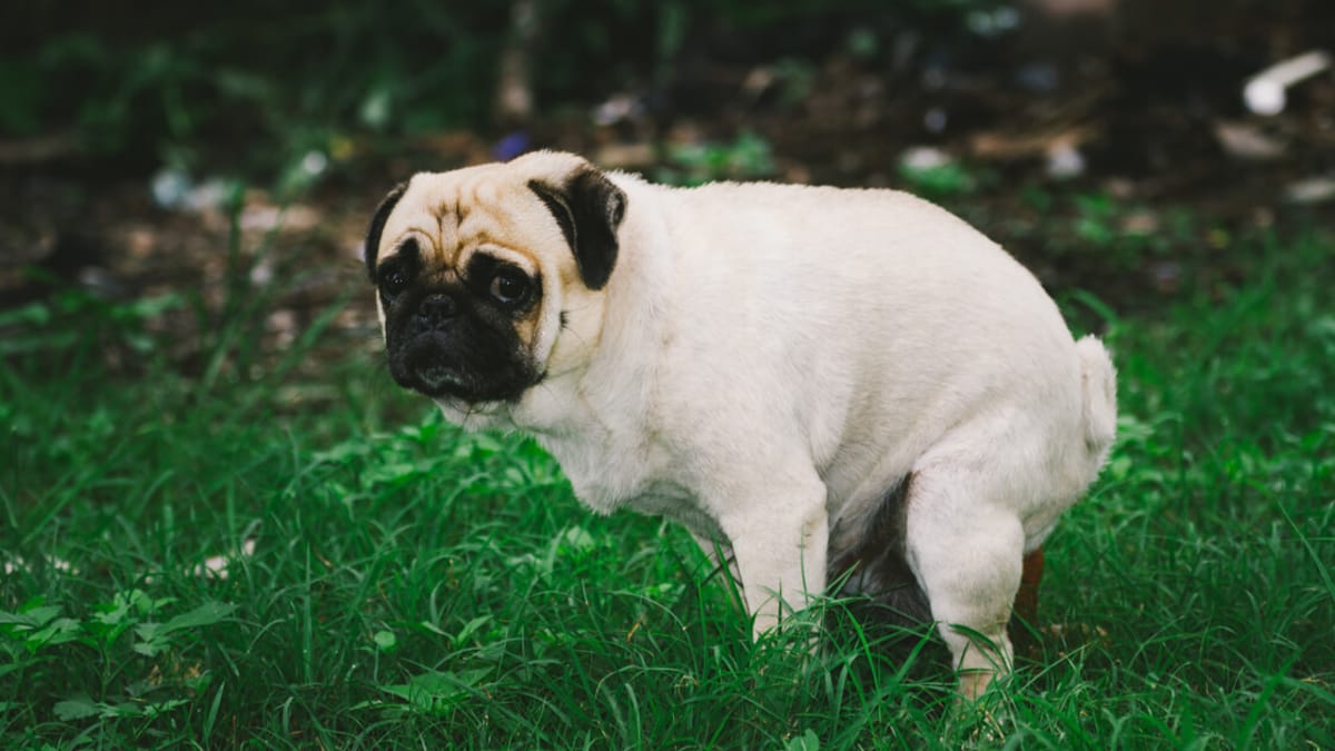 El significado de la caca de perro: ¿cómo sé que está sano o enfermo?