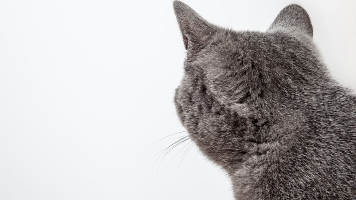 Diprosopus in cats: an extremely rare condition