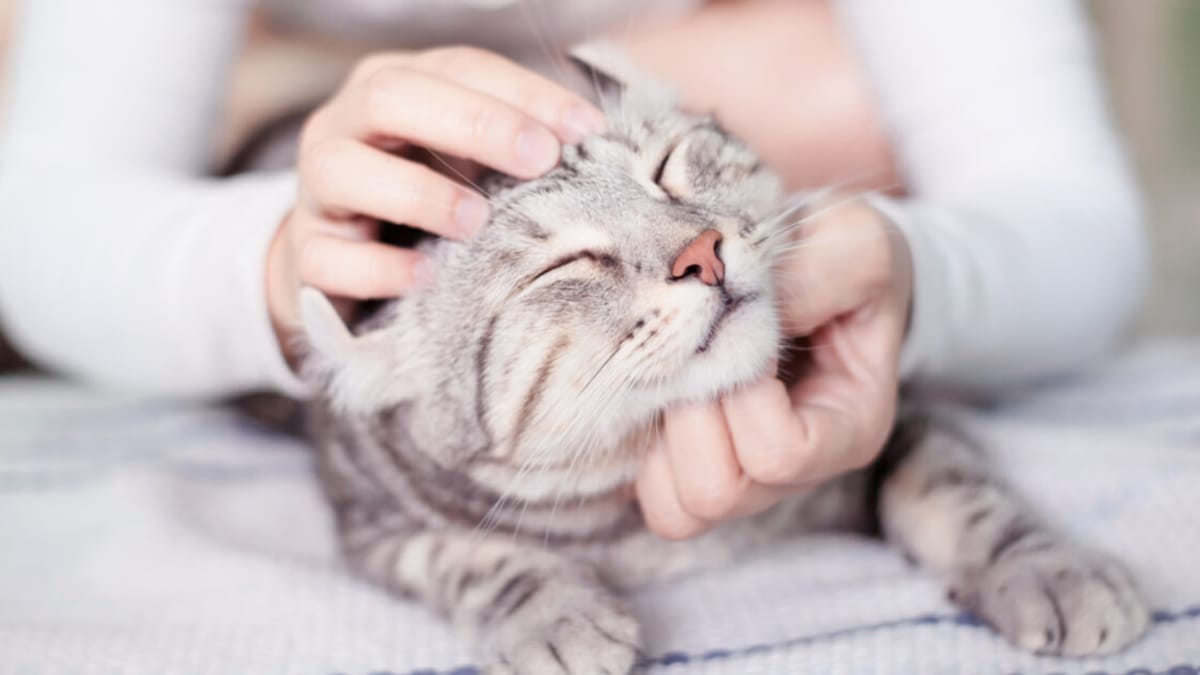 5 affectionate cat breeds that absolutely love to cuddle