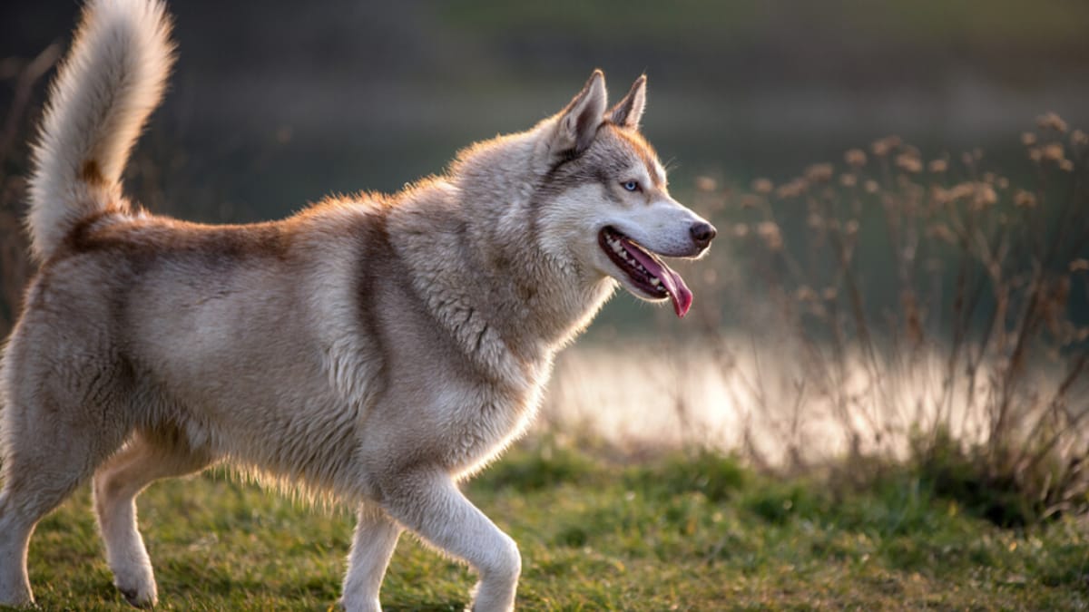 What is a primitive dog breed?