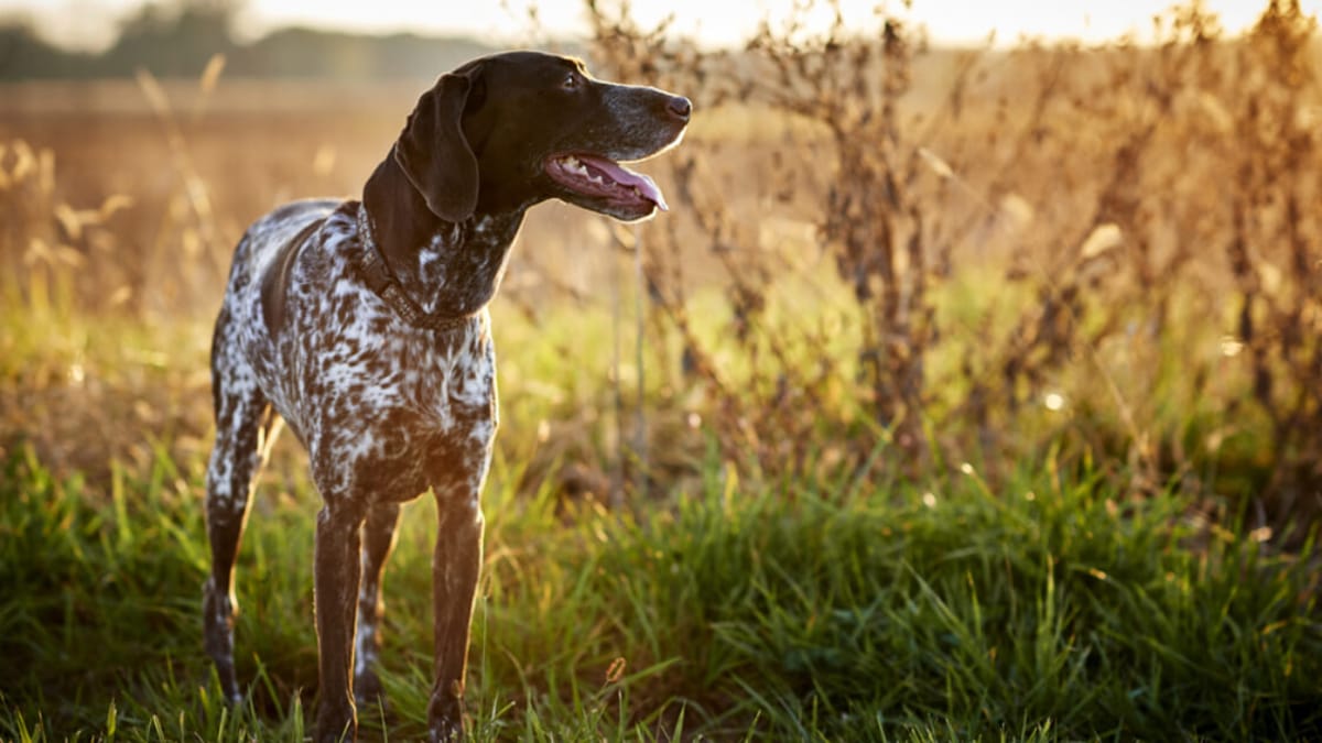 Gun dog breeds: Best gun dogs and hunting training tips