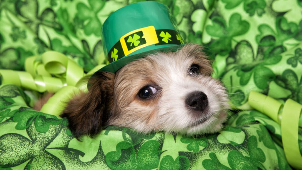 irish-dog-names-10-of-the-most-popular-ones