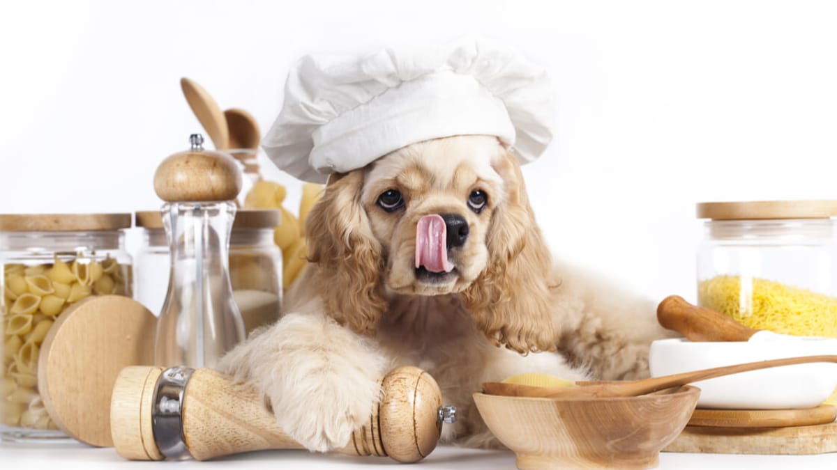 La mejor comida para perros cachorros: ¿cómo elegirla?