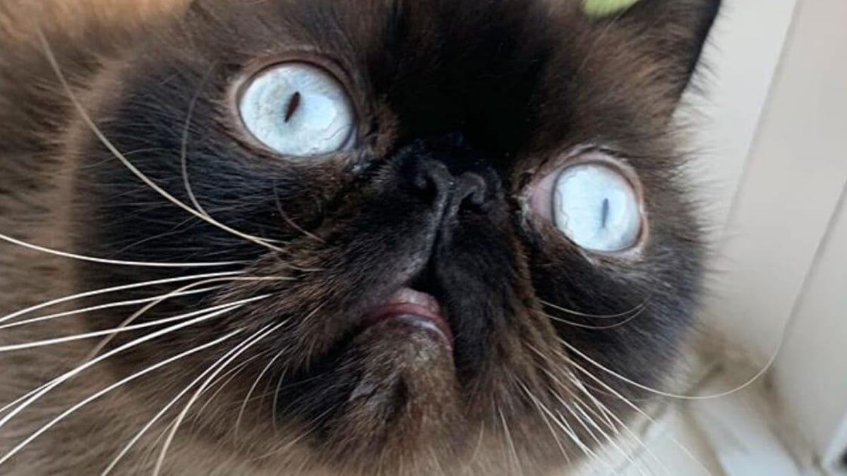 Dopey-looking cat becomes an Instagram hit