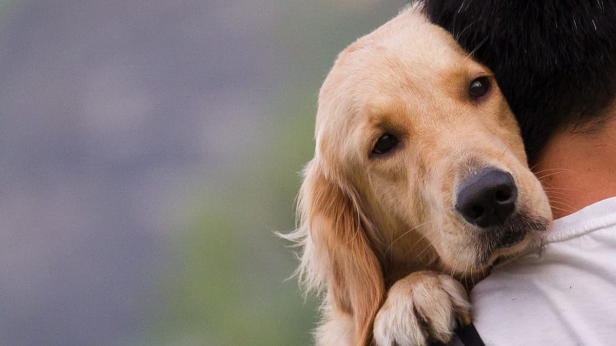 Tierschutzorganisation: Sie alle schützen Hunde und Co. in Deutschland