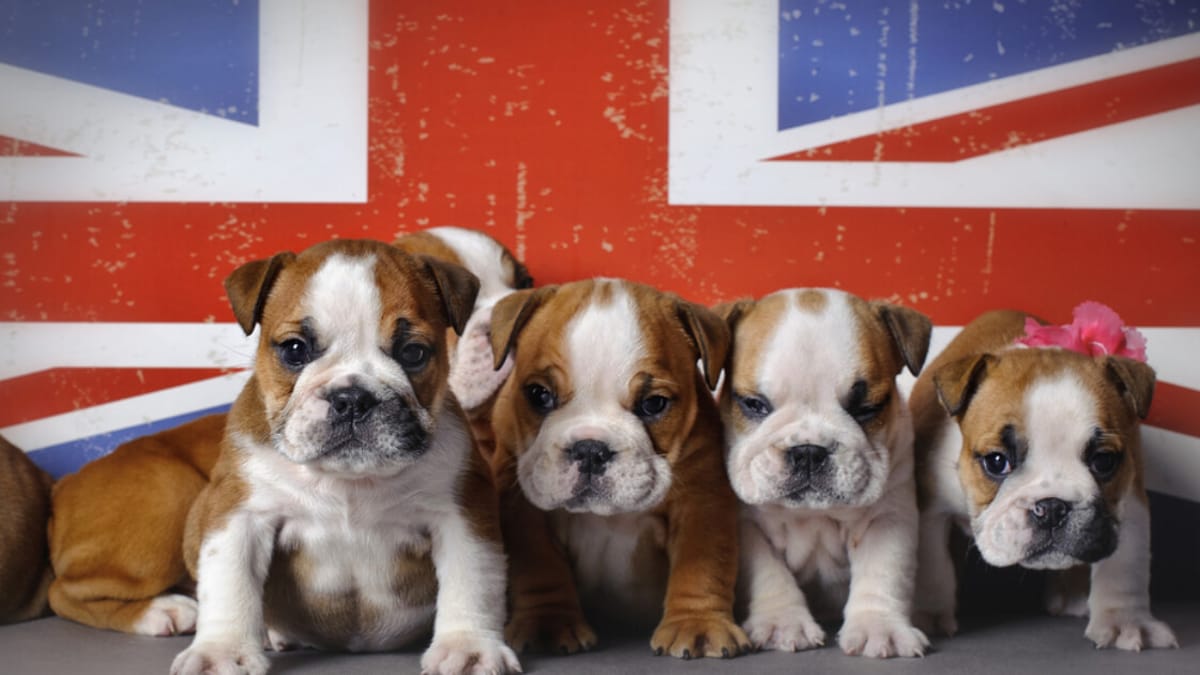British dog breeds: English Bulldog, Beagle and many more | Wamiz