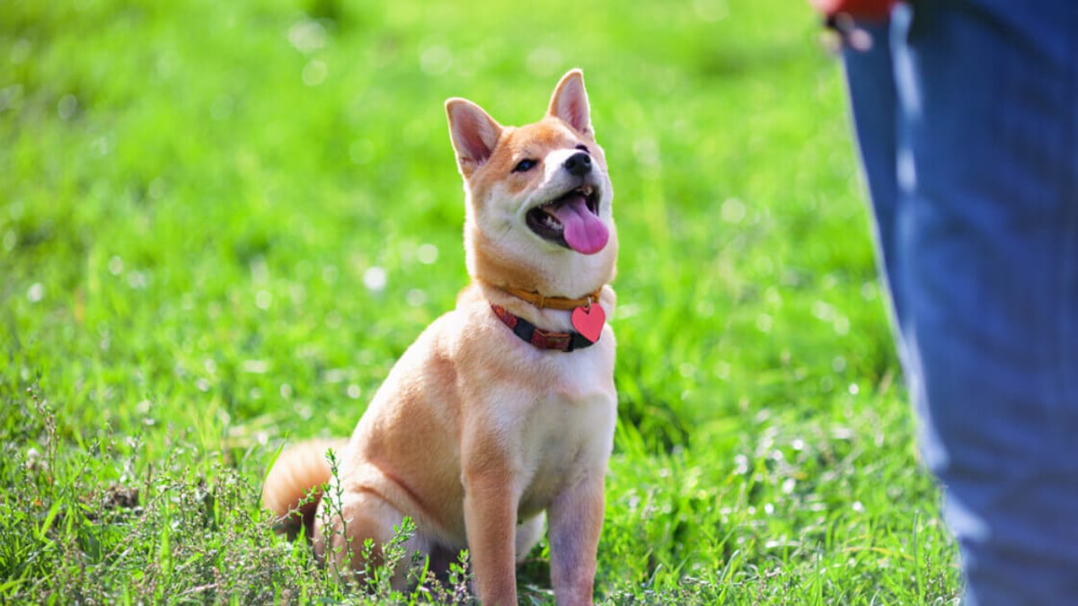 How to teach your dog the word "No"