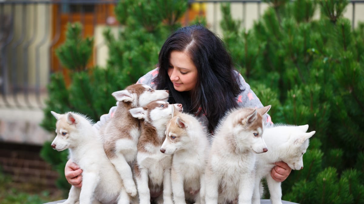 Buying from a dog breeder: How to find a reputable breeder