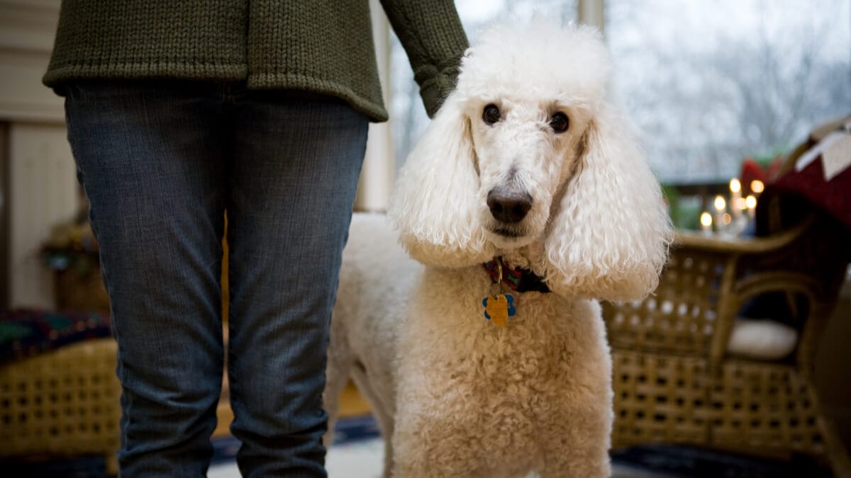 5 reasons why your dog follows your everywhere | Wamiz