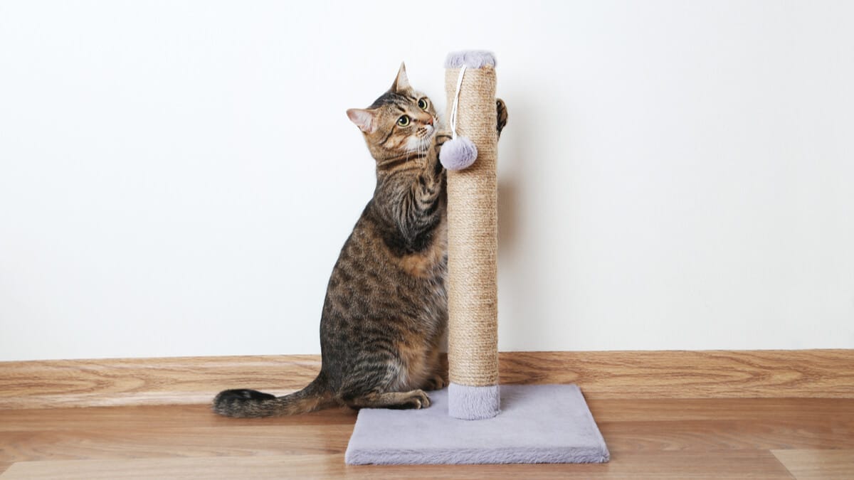 Cómo enseñarle a un gato a usar el rascador