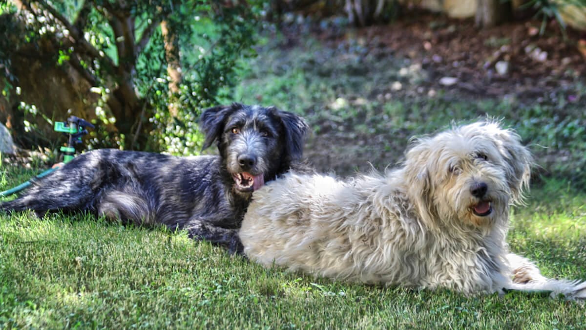 Cane Fonnese: caratteristiche e allevamento | Wamiz