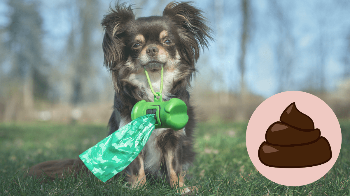 Caca de perro: ¿por qué es tan importante recogerla?