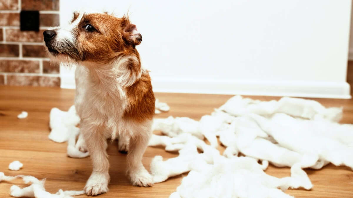 Ansiedad por separación en perros: síntomas y tratamiento