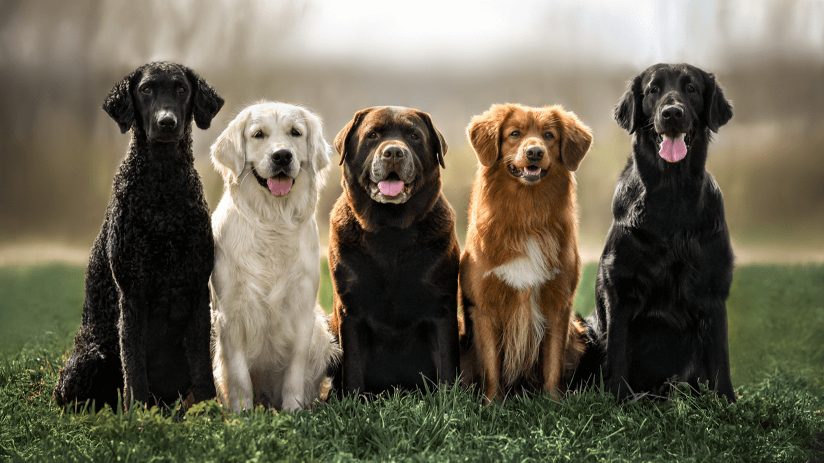 Retriever soorten: 6 retriever rassen