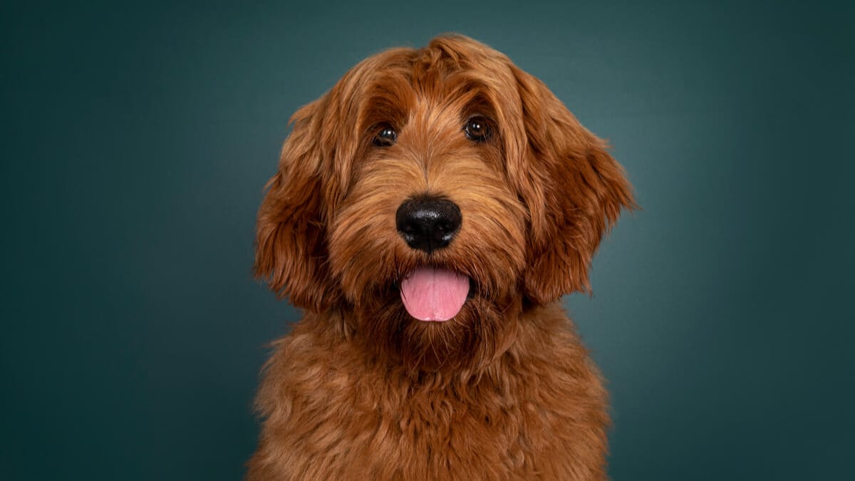 Labradoodle: cena, hodowla, charakter rasy │Wamiz