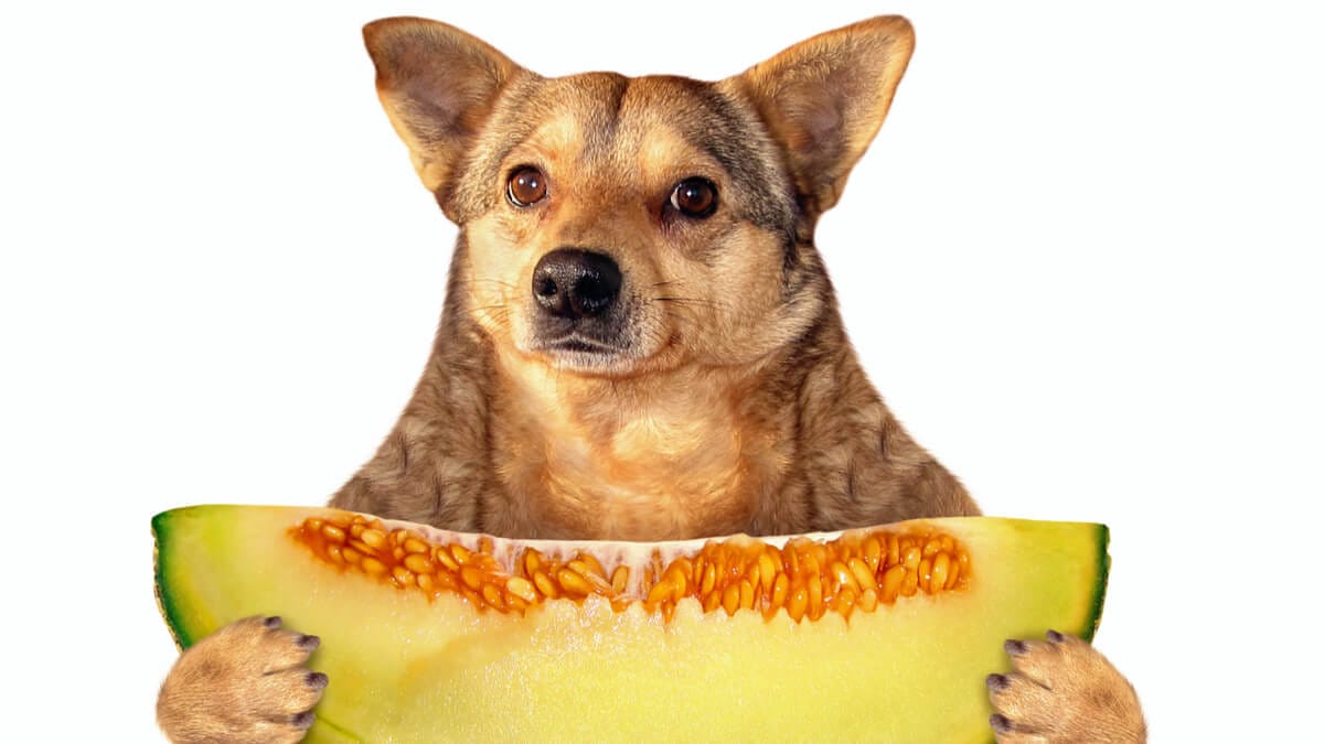 Los perros pueden comer melón: pros y contras