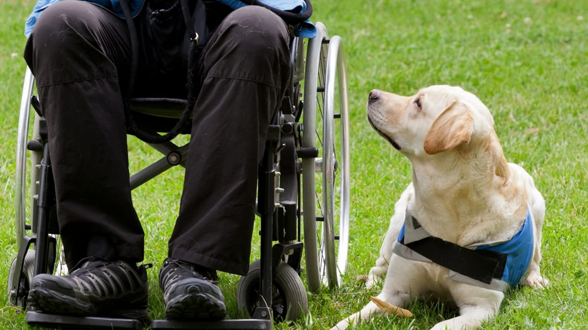 Perros guía o lazarillos en Chile: adopción, formación y acceso