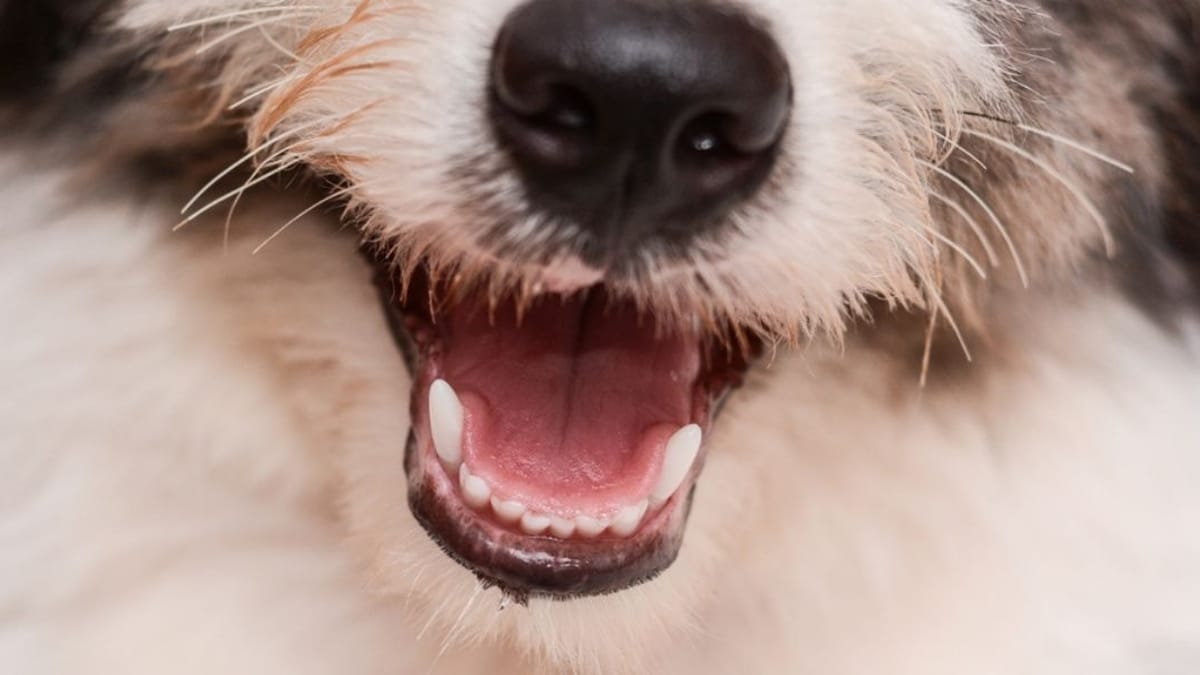 Why do dog dogs have whiskers? 3 reasons why dog’s vibrissae are important