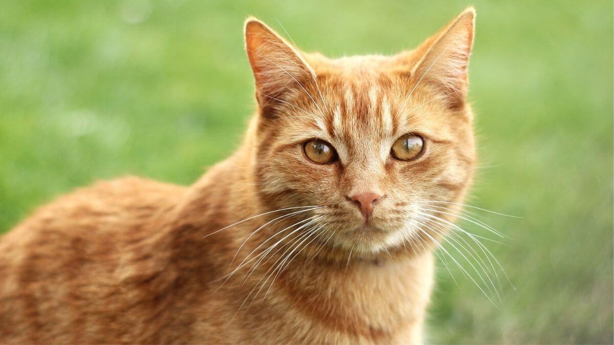 Bob the Cat: What happened to Street Cat Named Bob?