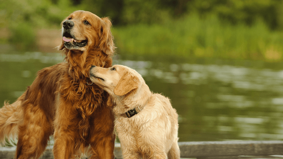 Introducing my dog to a new puppy: What to do and what to expect