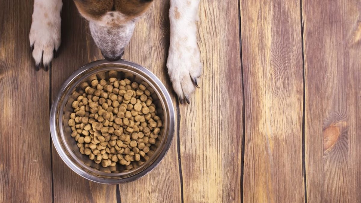 best-diabetic-dry-dog-food-in-2023-read-our-guide