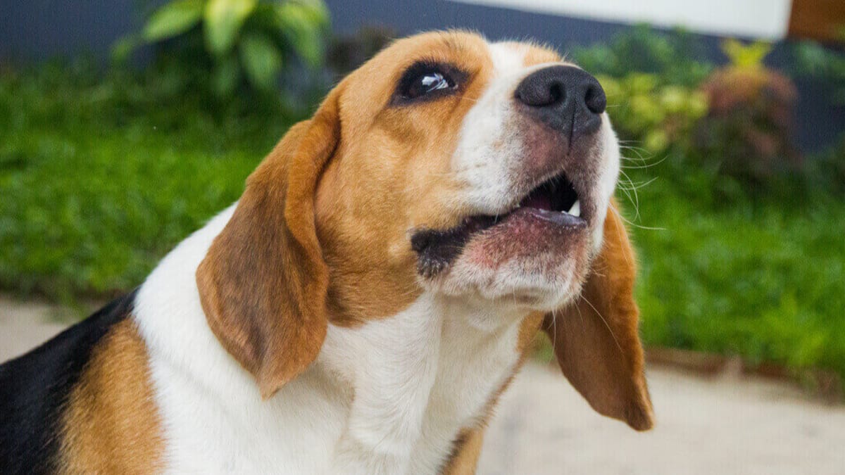 Hund winselt: Warum und was tun?