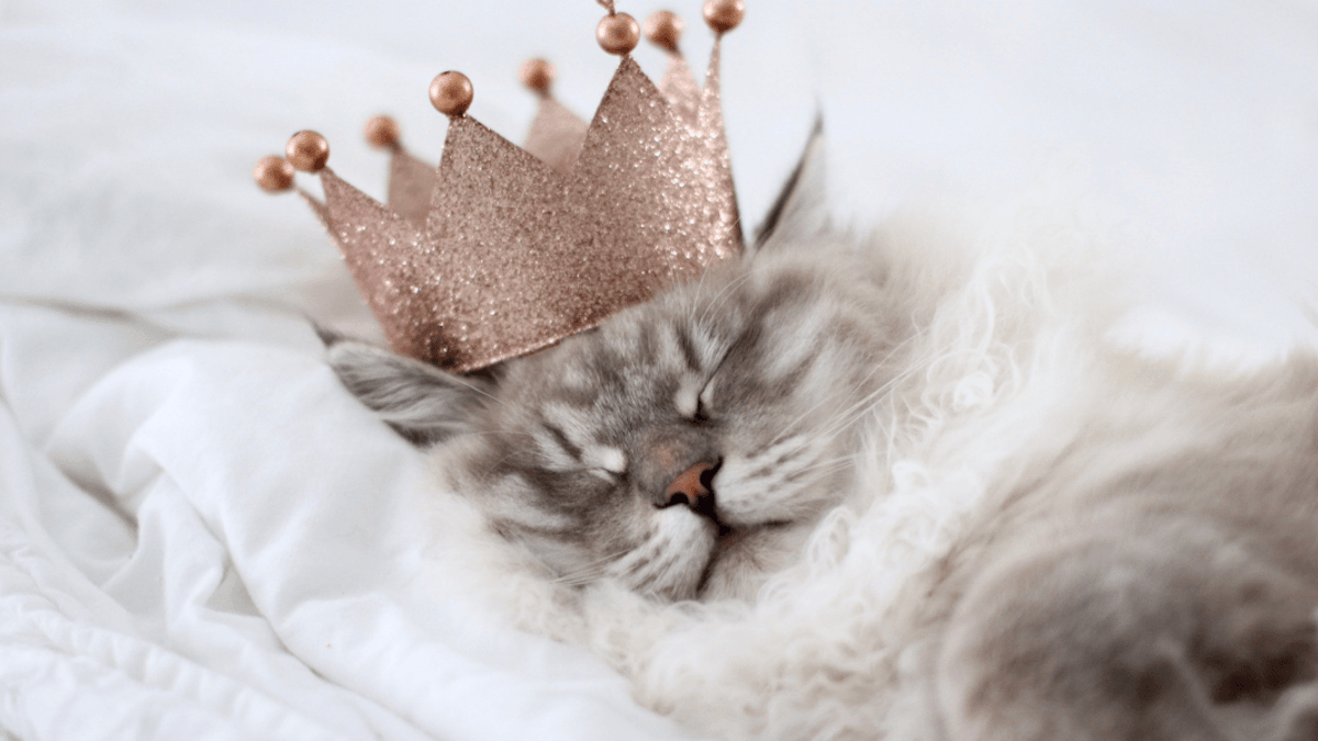 Royal cats in history and today
