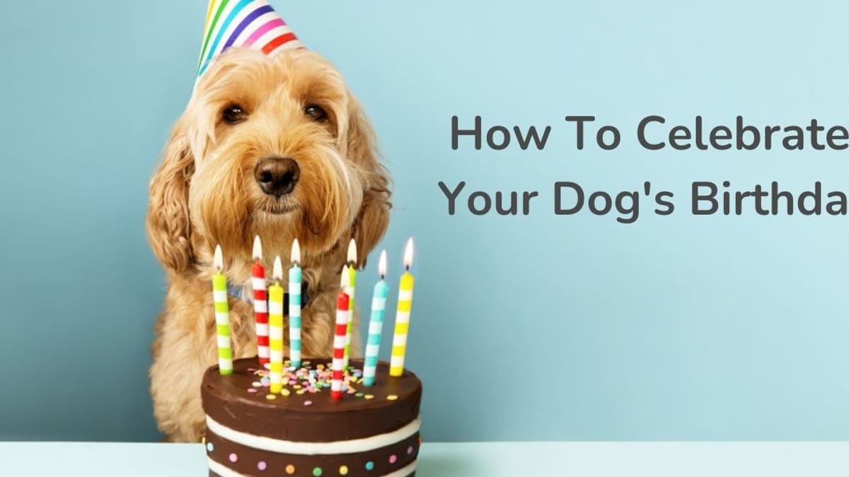 Dog birthday: How to celebrate your dog’s special day in style