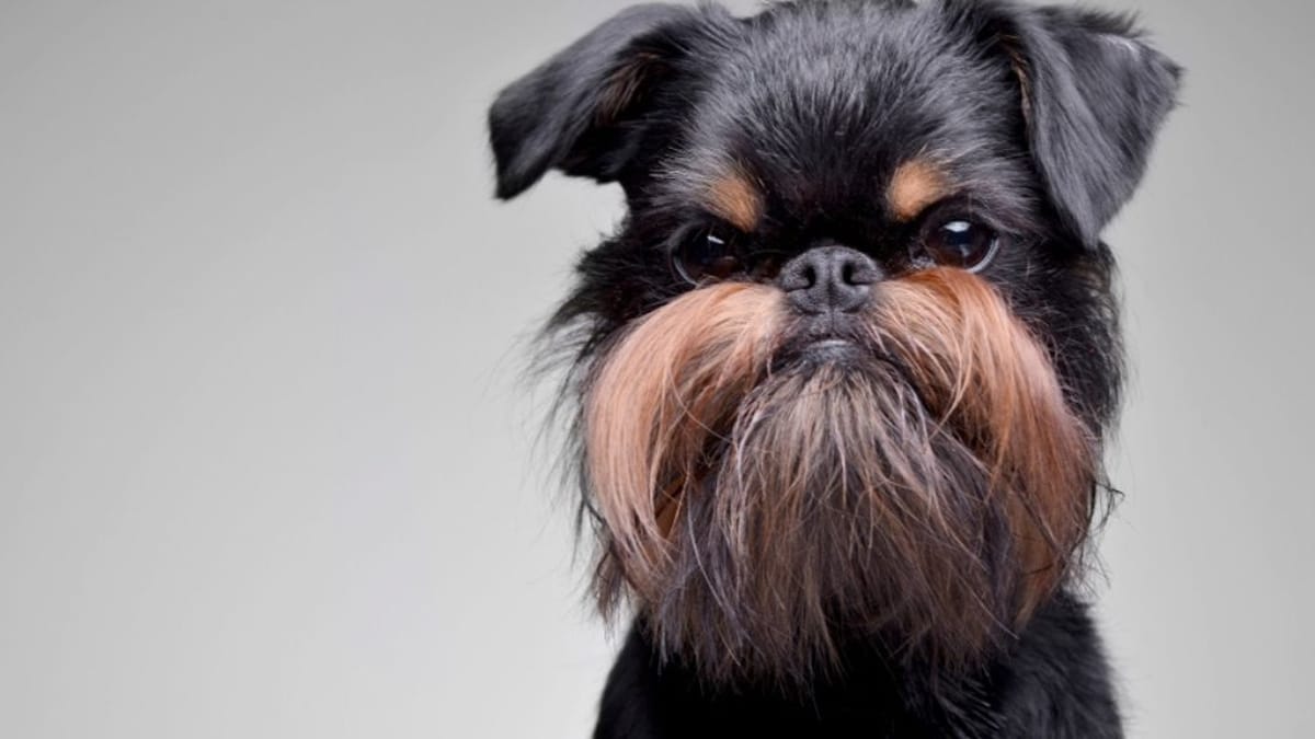 Cynophobia (fear of dogs): Definition, symptoms and how to overcome it