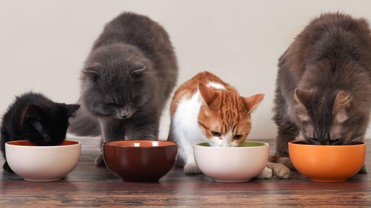 Kattenbrokken, natvoer of vers vlees? Alles over voeding voor jouw kat