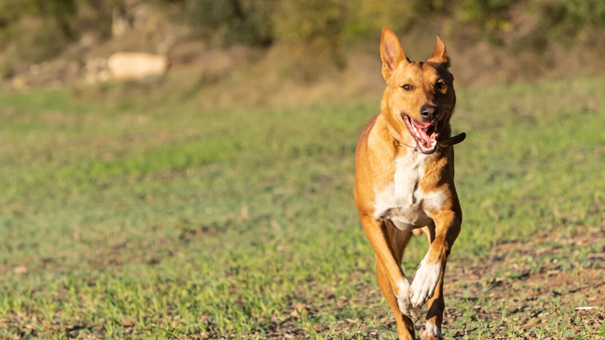 Podenco andaluso: alimentazione, carattere e taglia