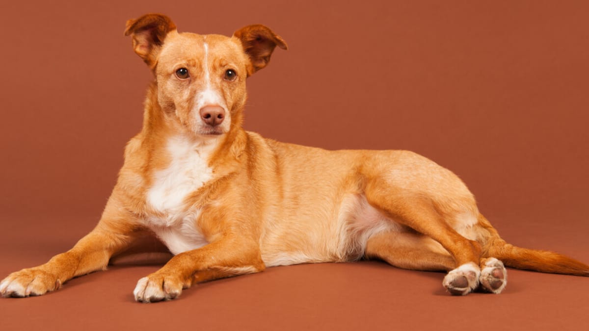 Podenco Andaluz: Geschichte und Charakter der Hunderasse