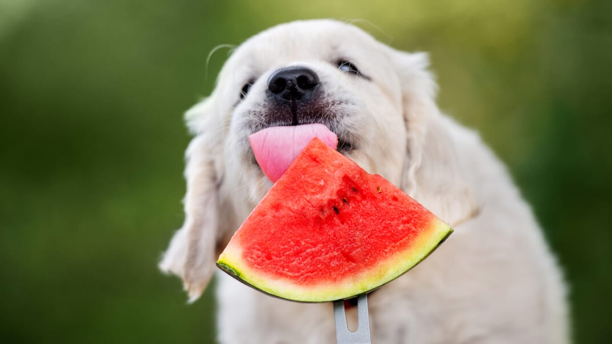 ¿Los perros pueden comer sandía?
