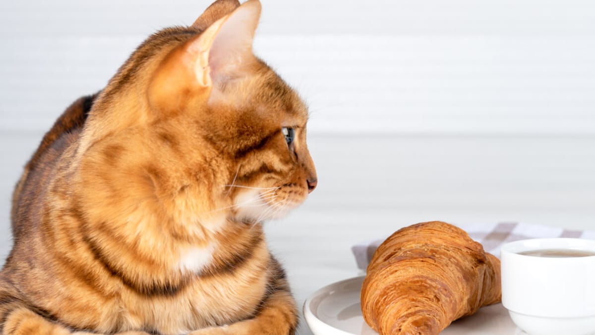 Francuskie imiona dla kota: ponad 40 propozycji imion dla kotów i kotek