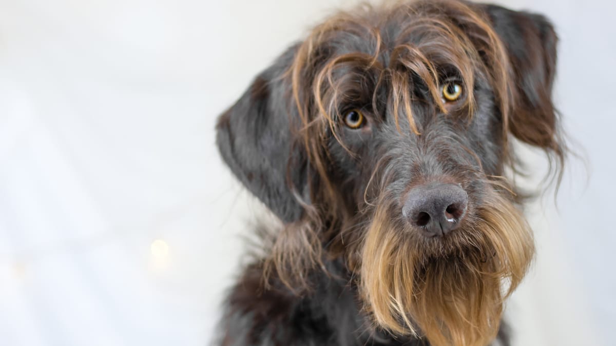 Cani con la barba: le 10 razze in foto!